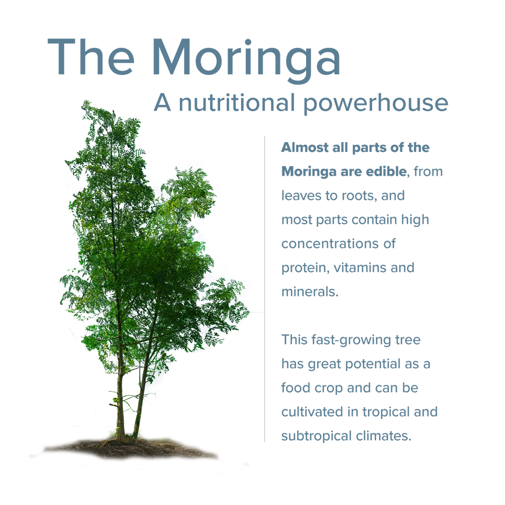 Moringa - The Next Superfood | Institute for Global Nutrition